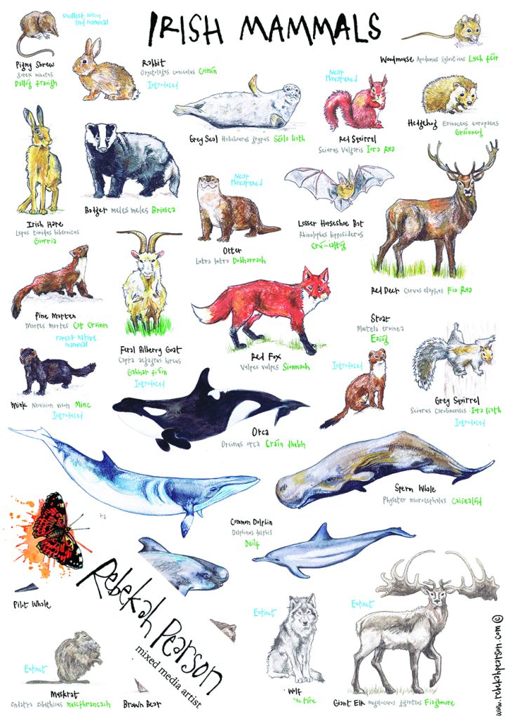 Irish Mammals | Rebekah Pearson Art